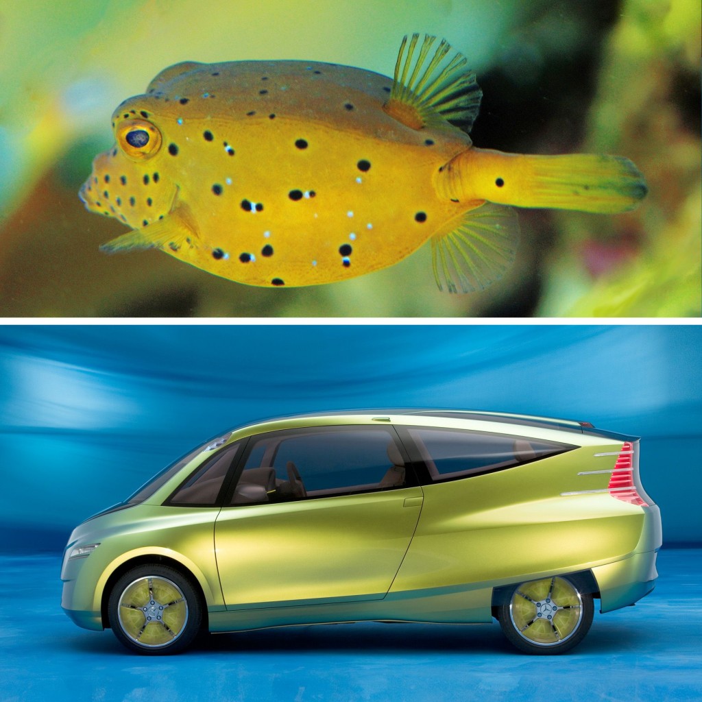 Koffertfisk – fra fisk i boks til Mercedes-Benz – Marinbiologene