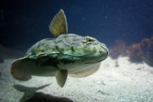 atlantisk kveite – Marinbiologene