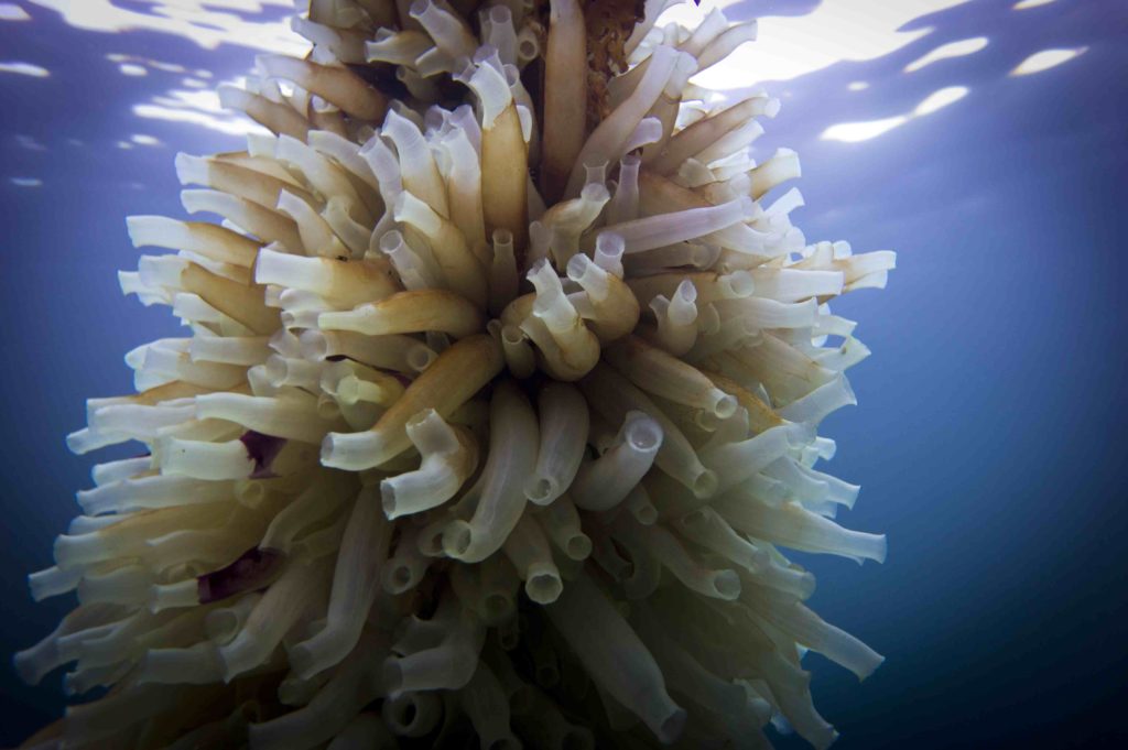 Ciona intestinalis – Marinbiologene