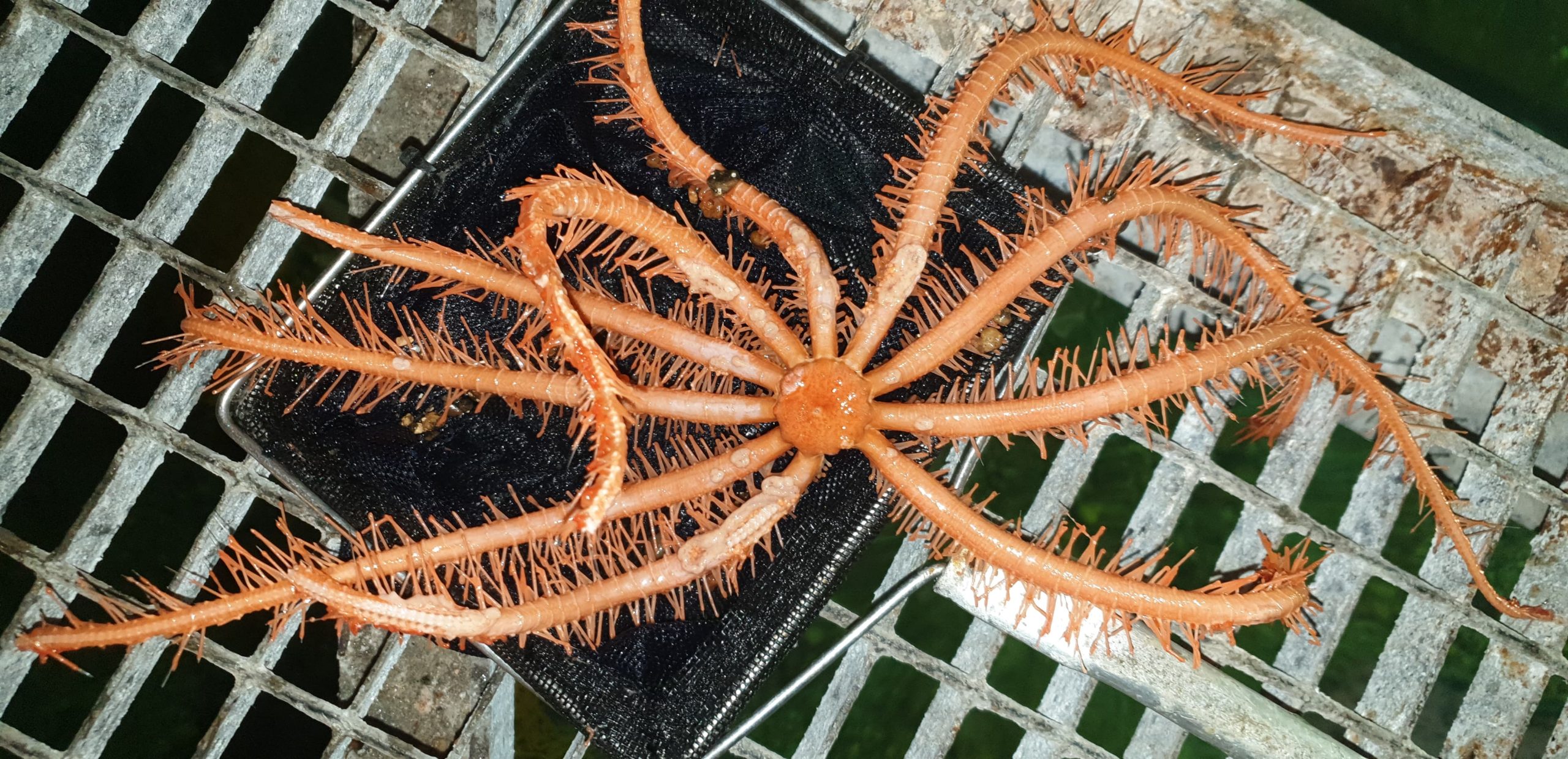 En eventyrlig sjøstjerne – Marinbiologene